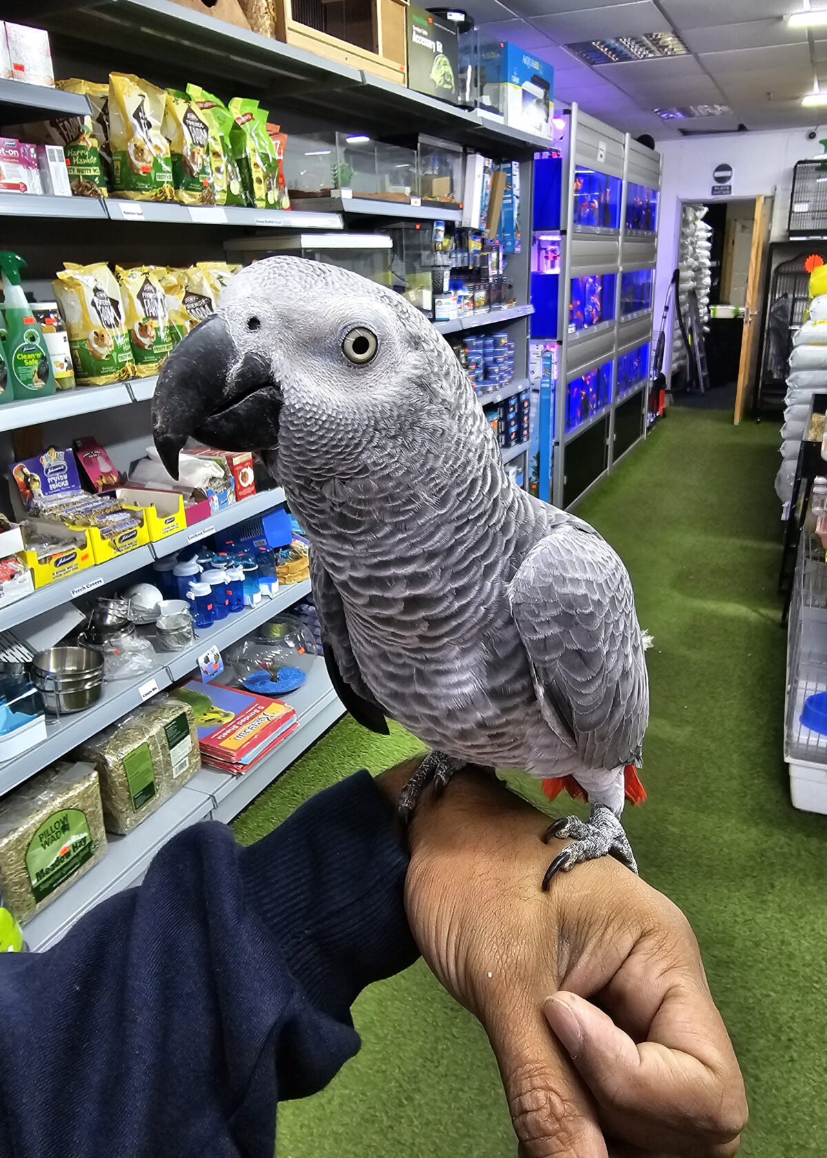 Baby African Grey Talking parrot - Birds4U