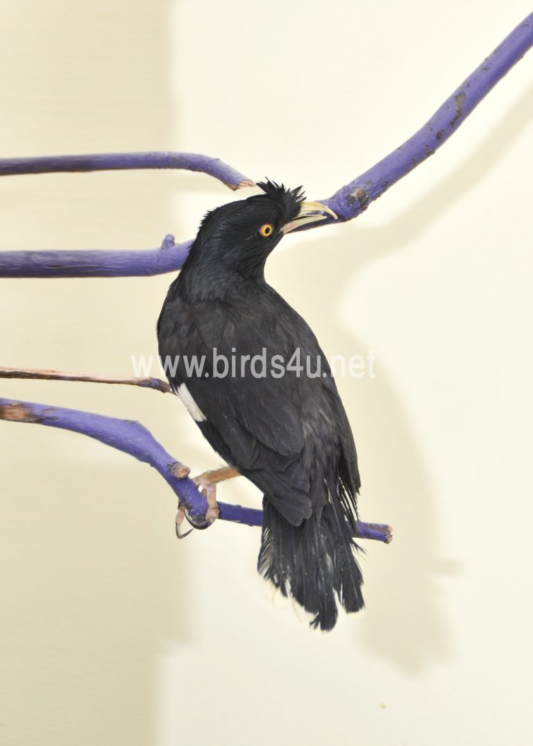 Mynah Bird