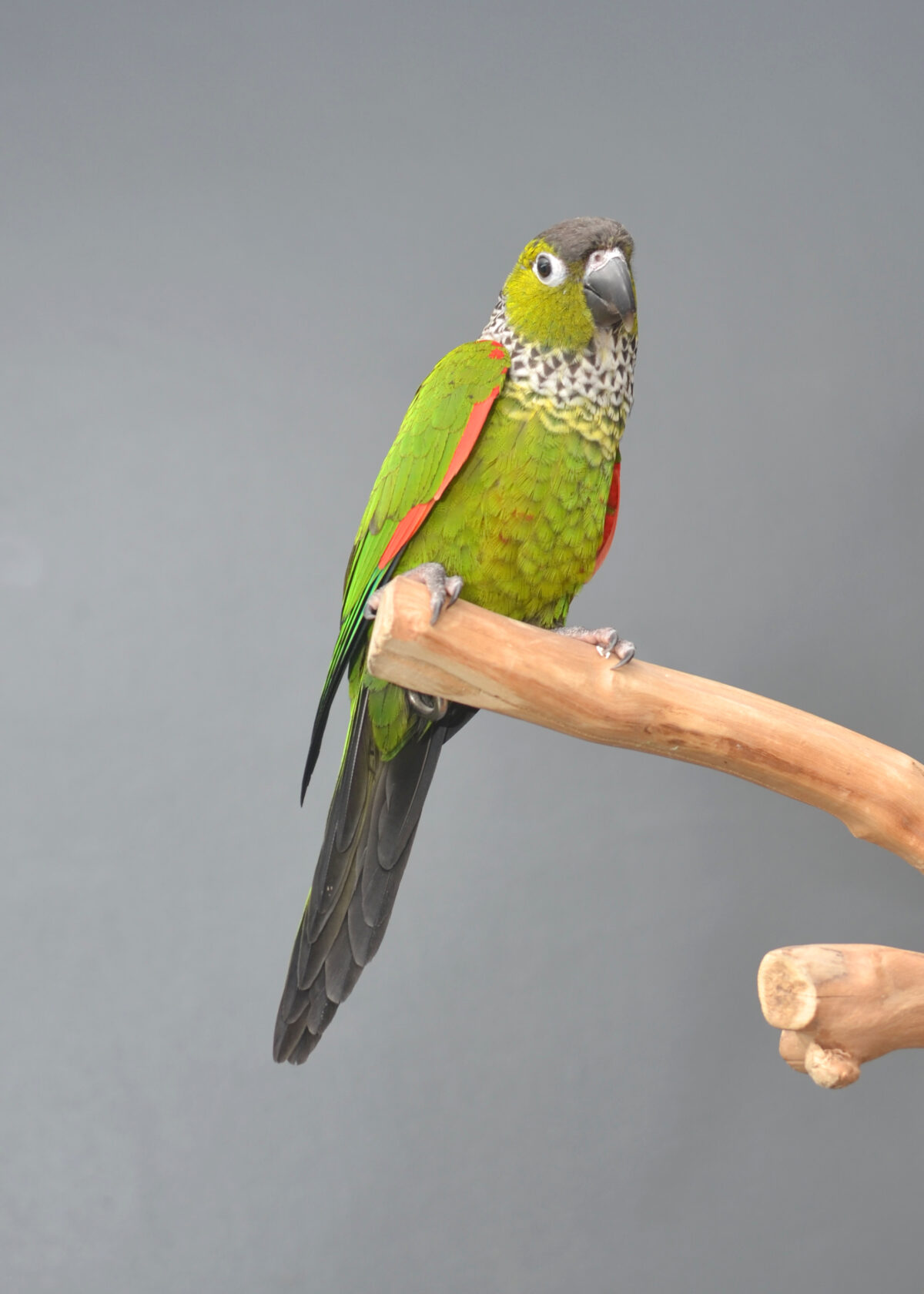 Black-capped conure parrot