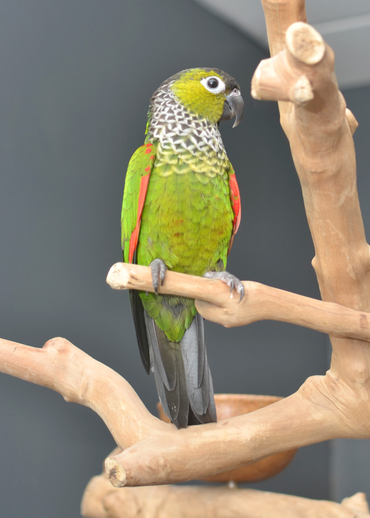 Black-capped conure parrot