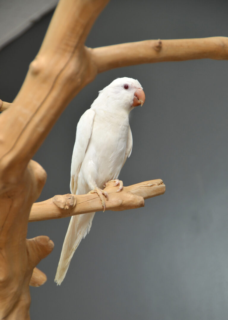 Parrots - Page 3 of 3 - Birds4U