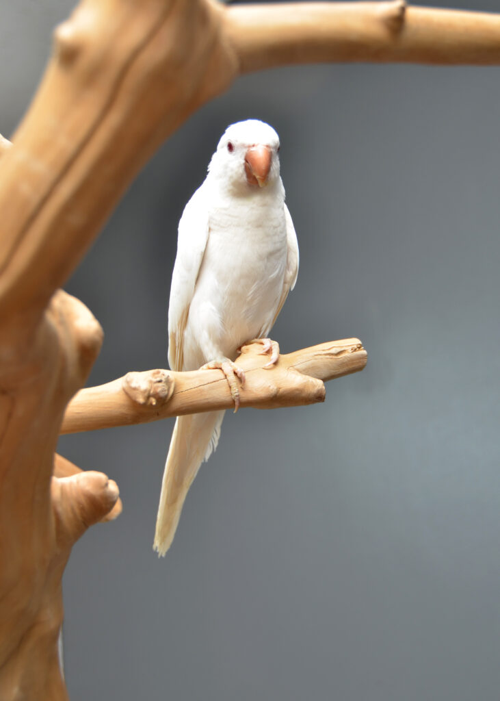 White Quaker - Birds4U