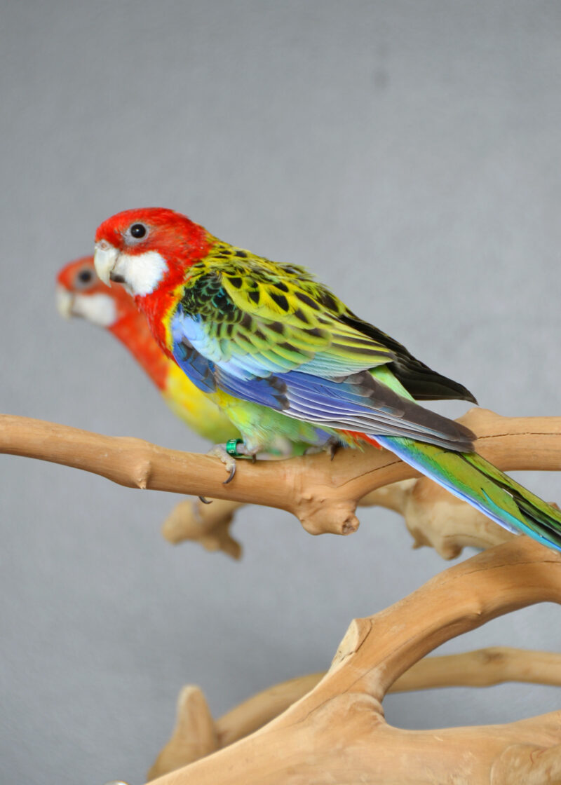 Golden Mantle Rosella - Birds4U