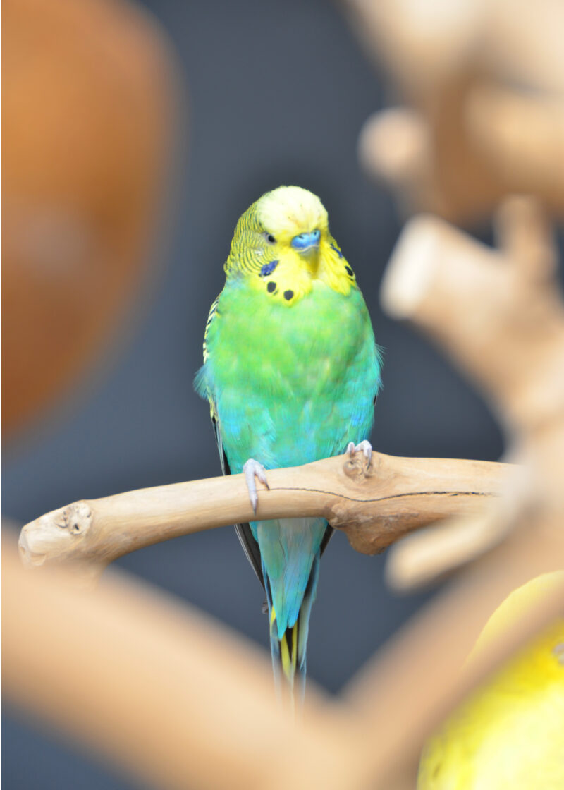 Rubino Rosella - Birds4U