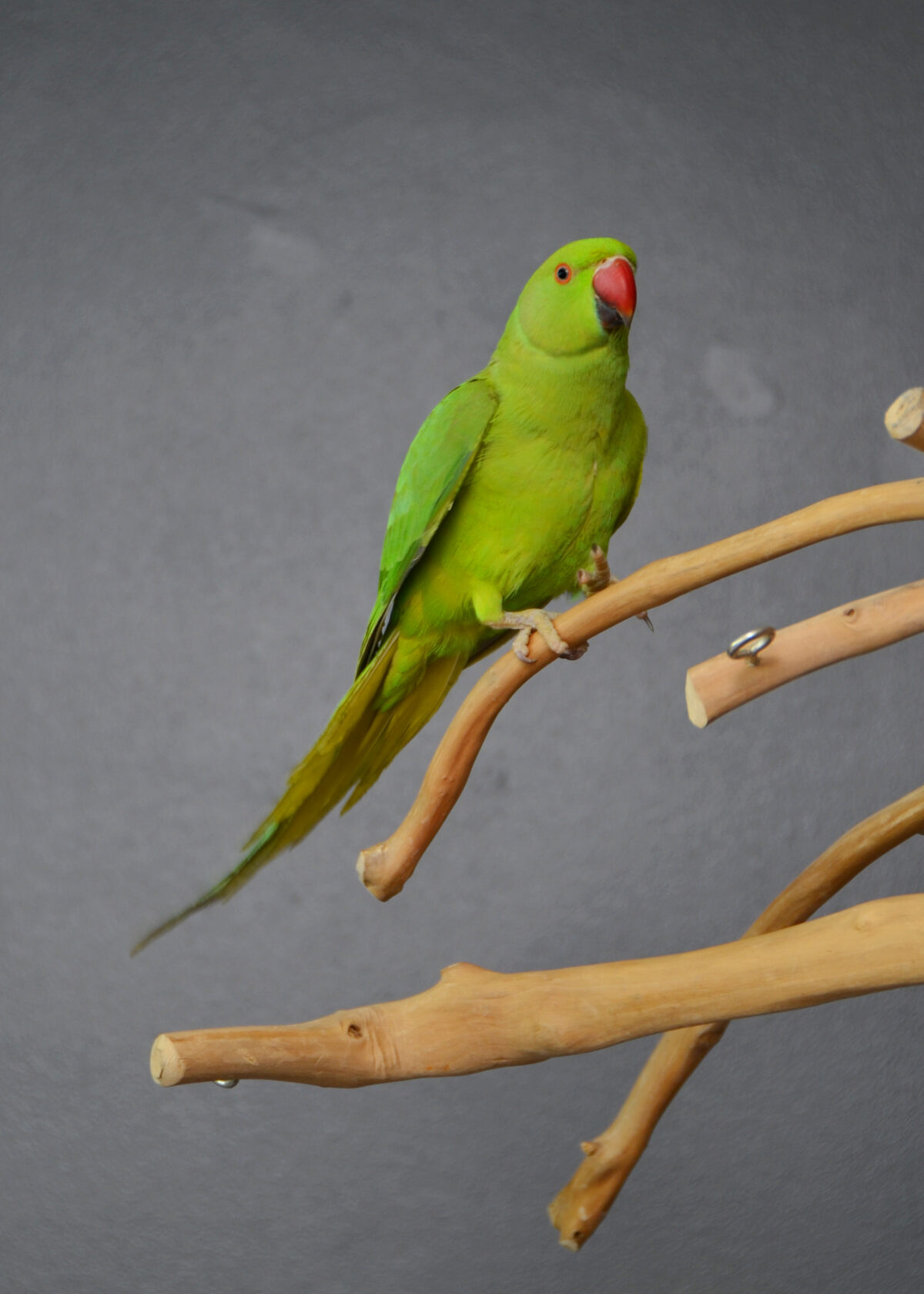 Indian Ringneck Talking Parrot