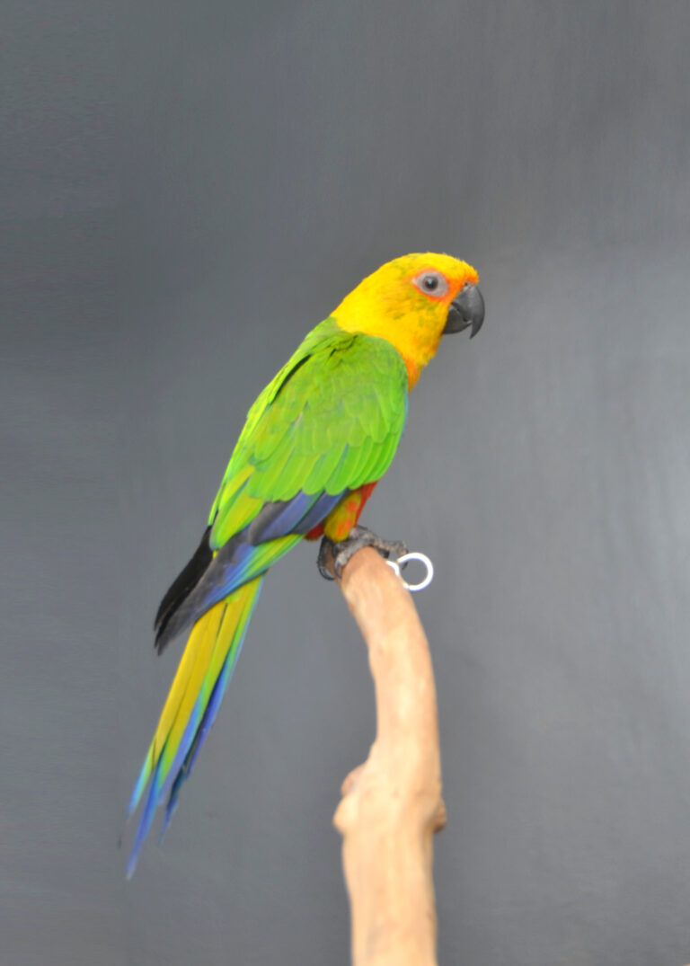 Rubino Rosella - Birds4U