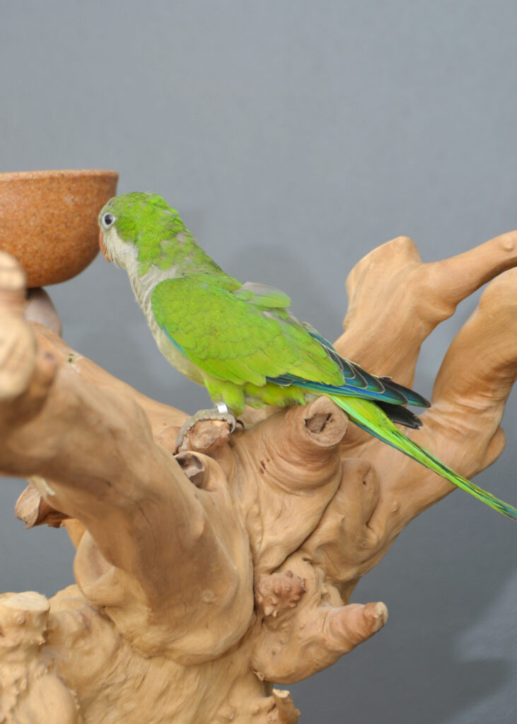 Baby Quaker Talking Parrots - birds4u.net