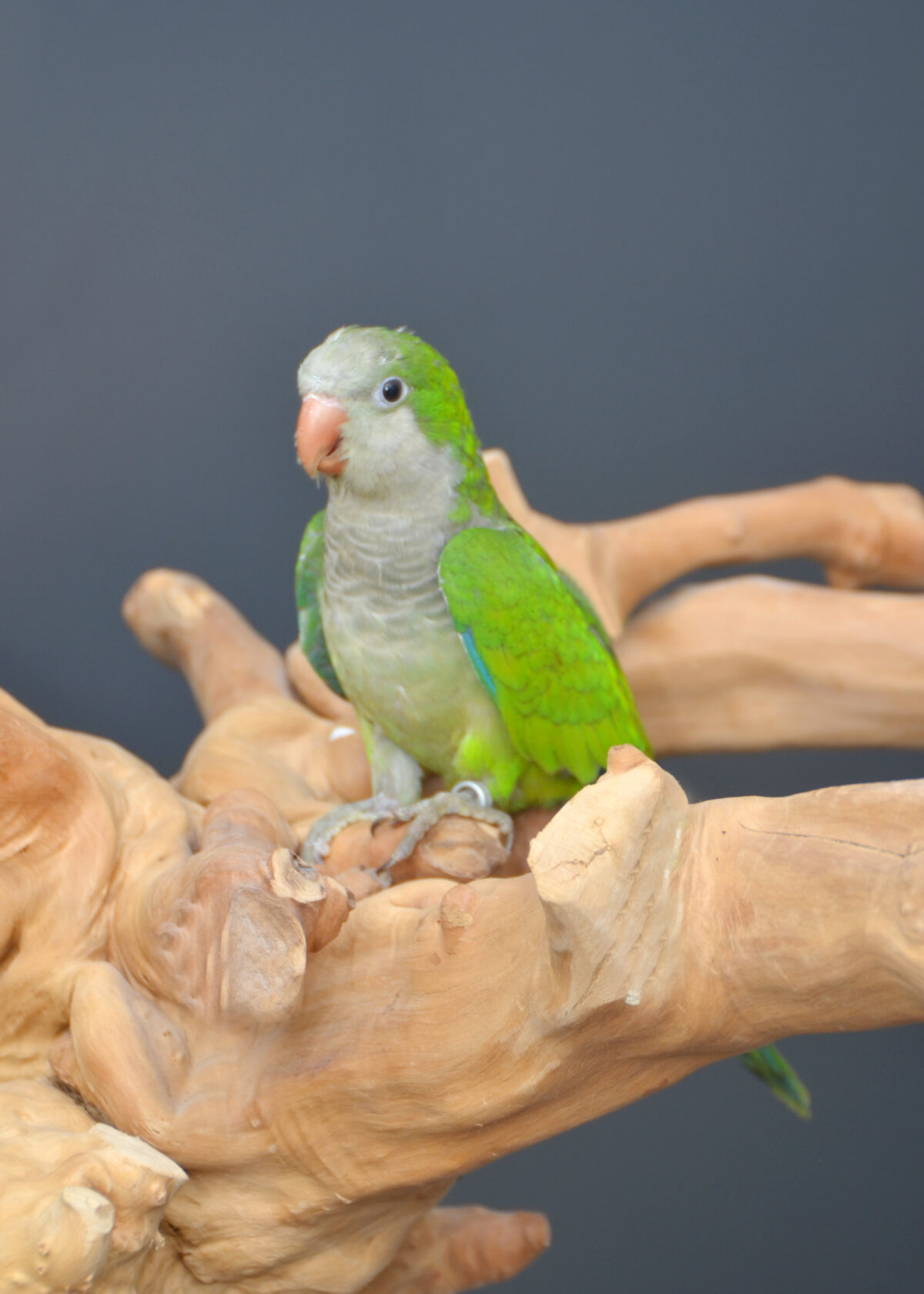 Baby Quaker Talking Parrots - birds4u.net