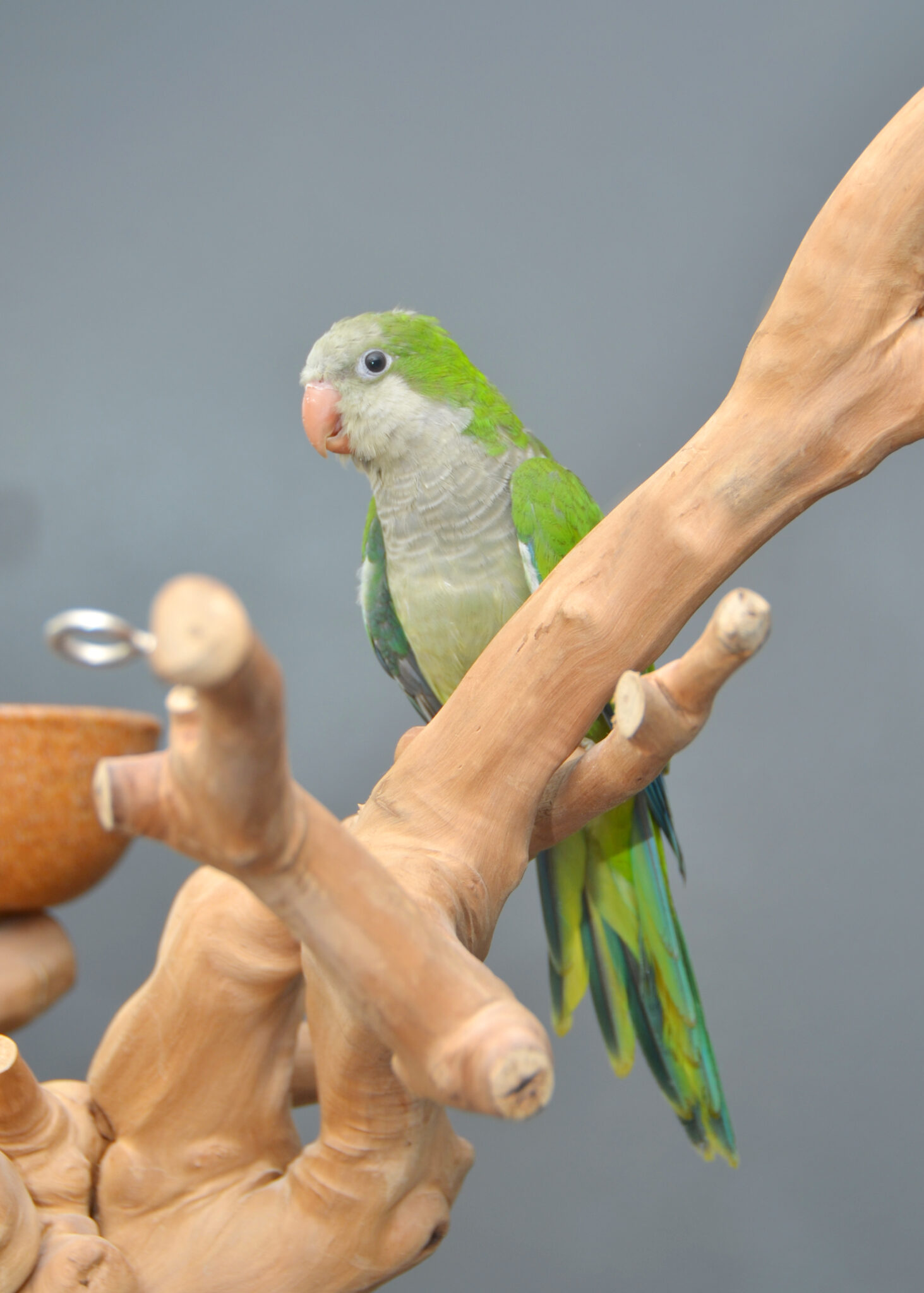 Baby Quaker Talking Parrots - birds4u.net