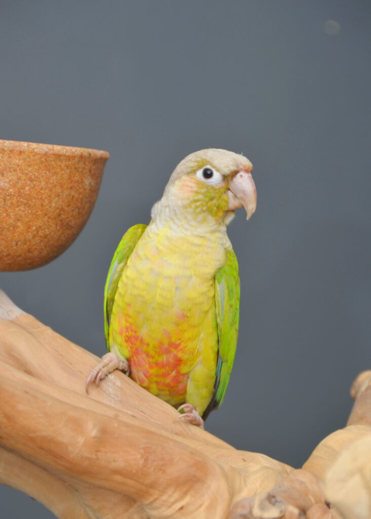 Pineapple Conure Parrot - Birds4U