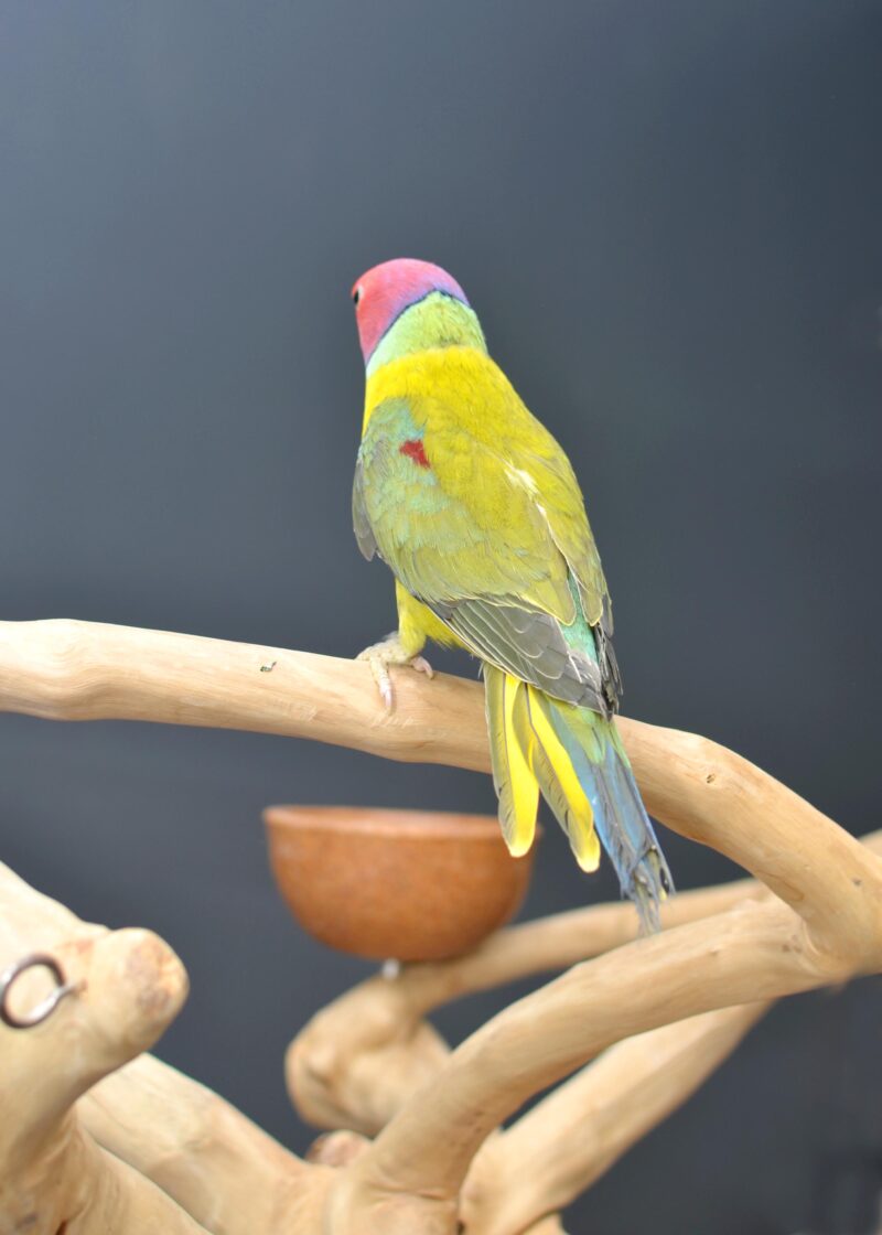 Rubino Rosella - Birds4U