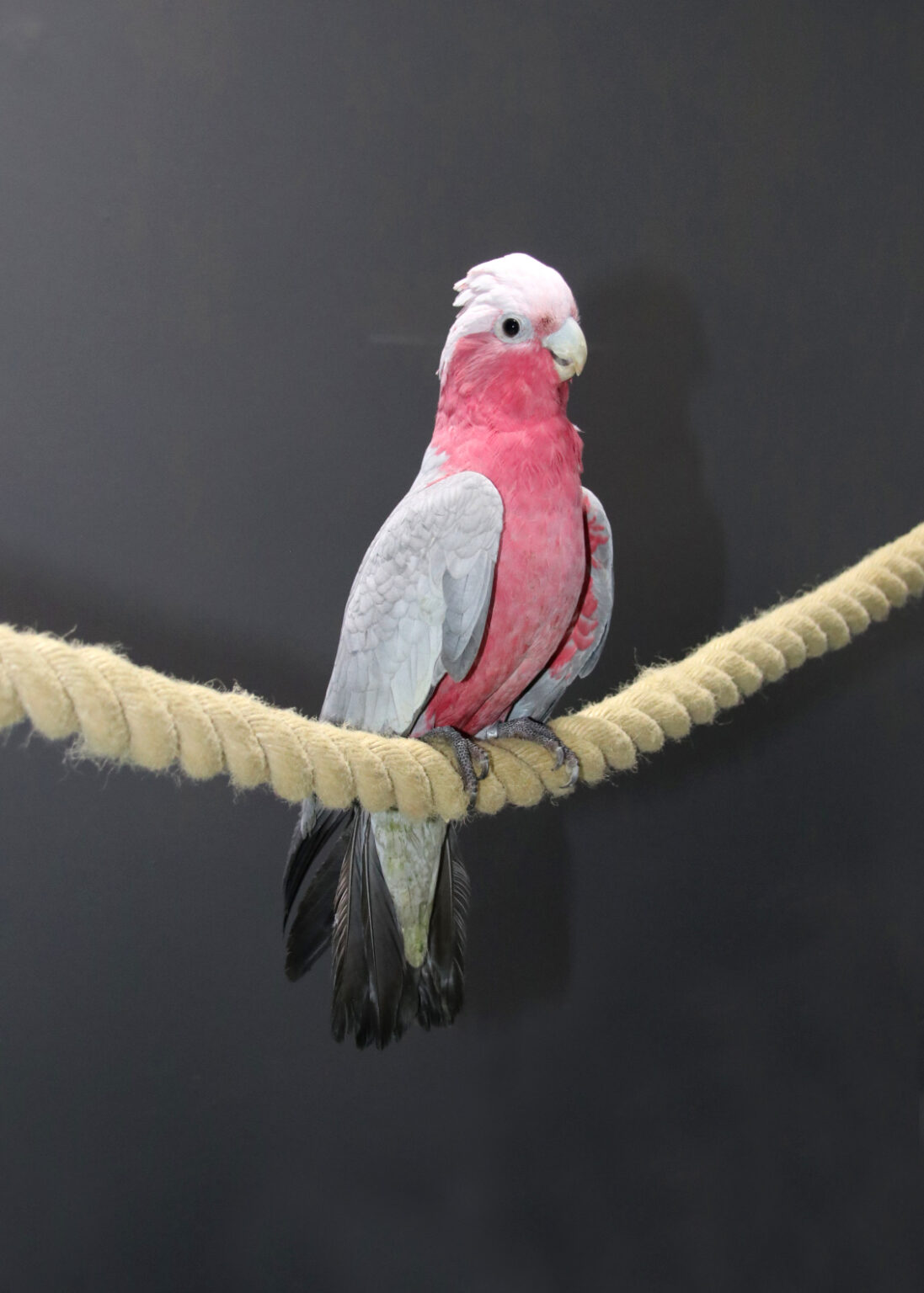 Galah Cockatoo - Birds4U